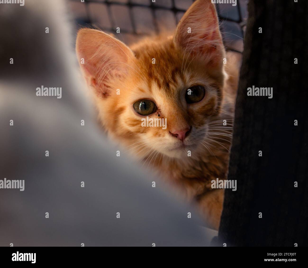 Young striped tabby cat staring hi-res stock photography and images - Alamy