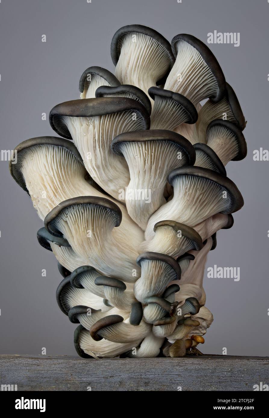 Cluster of blue oyster mushrooms (Pleurotus ostreatus var. Columbinus ...