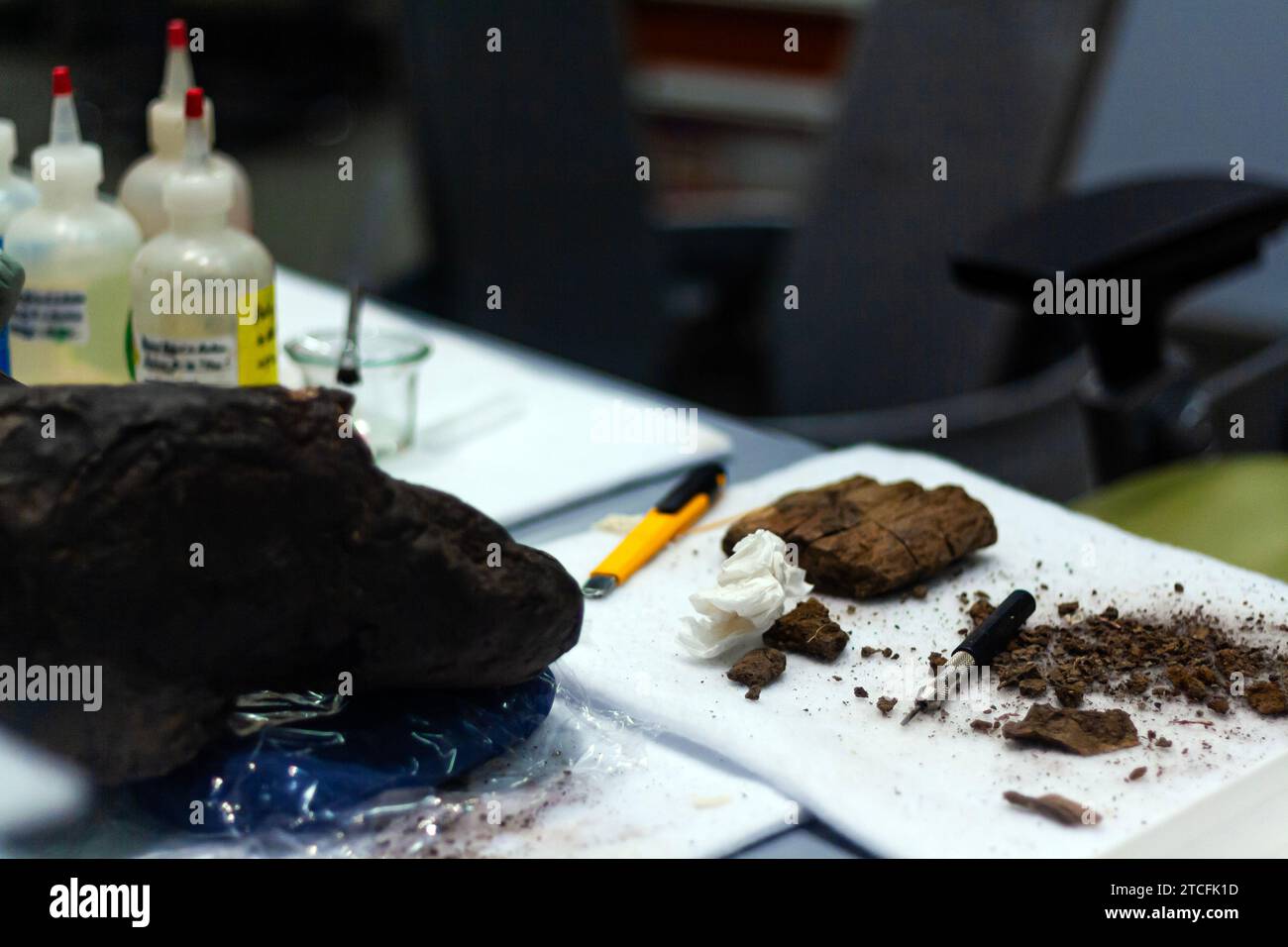 Reconstructing fossil hi-res stock photography and images - Alamy