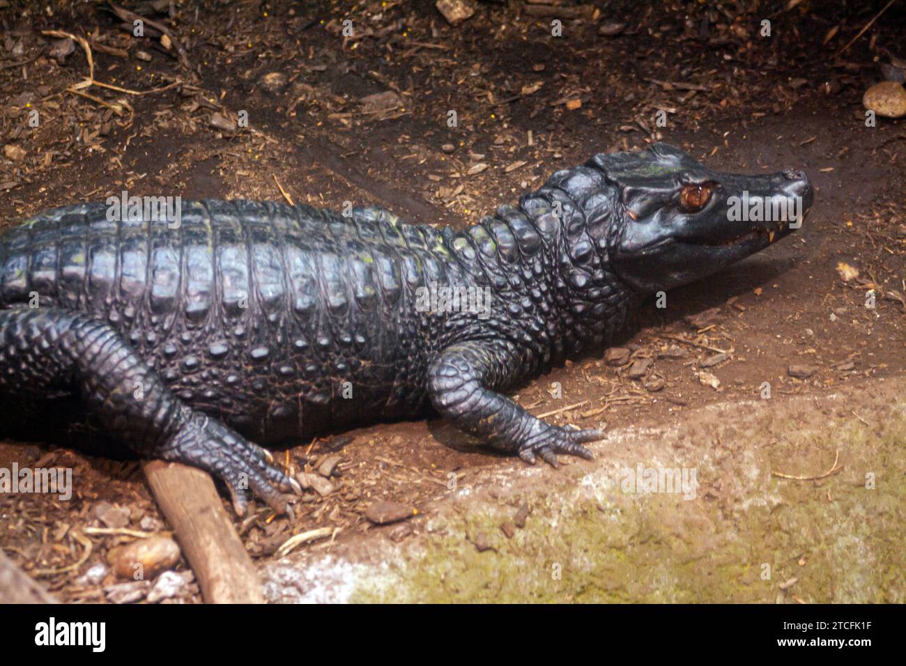 Cuvier's dwarf caiman, Paleosuchus palpebrosus Stock Photo - Alamy