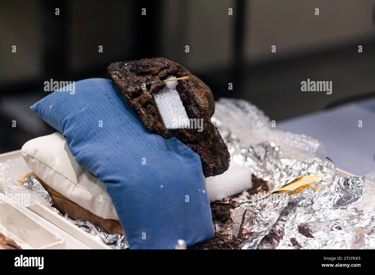 Fossils being repaired in a paleontology laboratory, reconstructing ...