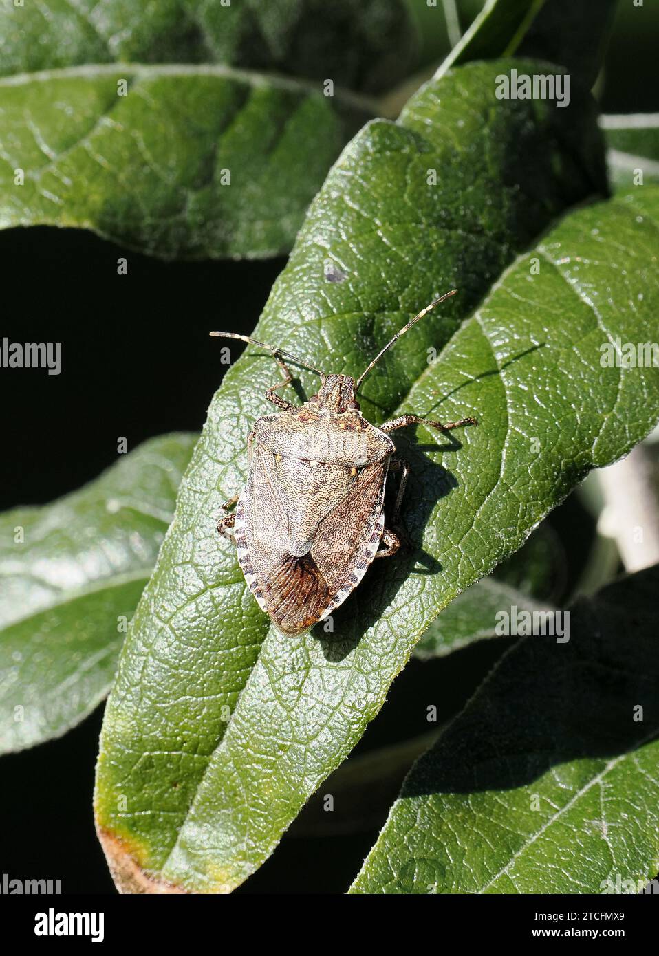 Brown marmorated stink bug, Marmorierte Baumwanze, punaise diabolique ...