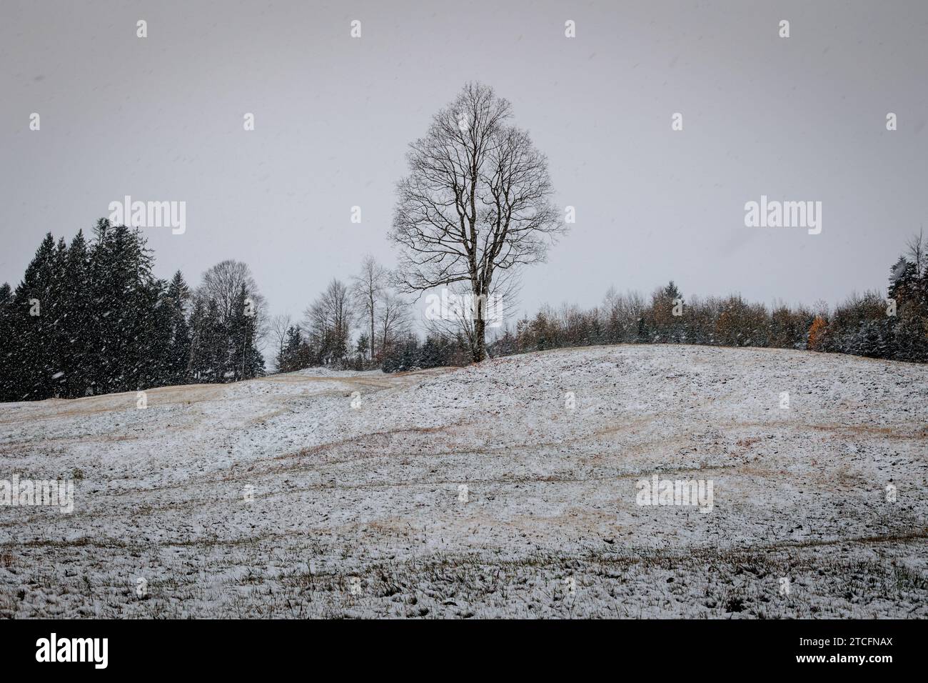 winter landscape with trees and falling snowflakes Stock Photo - Alamy