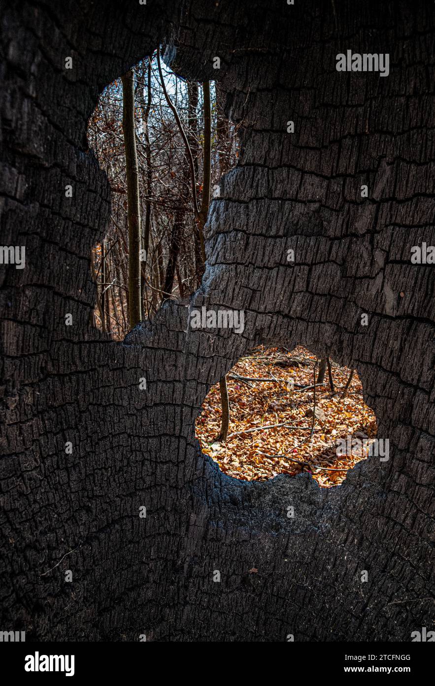 Forest in the Blue Ridge Mountains of Virginia, viewed through holes in ...