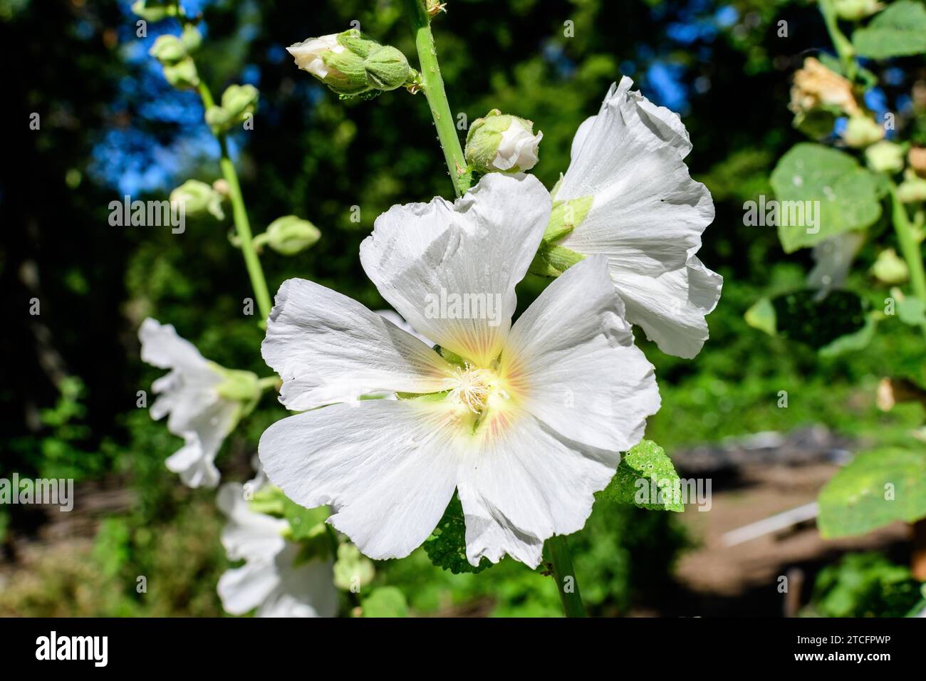 Many delicate white flowers of Althaea officinalis plant, commonly ...