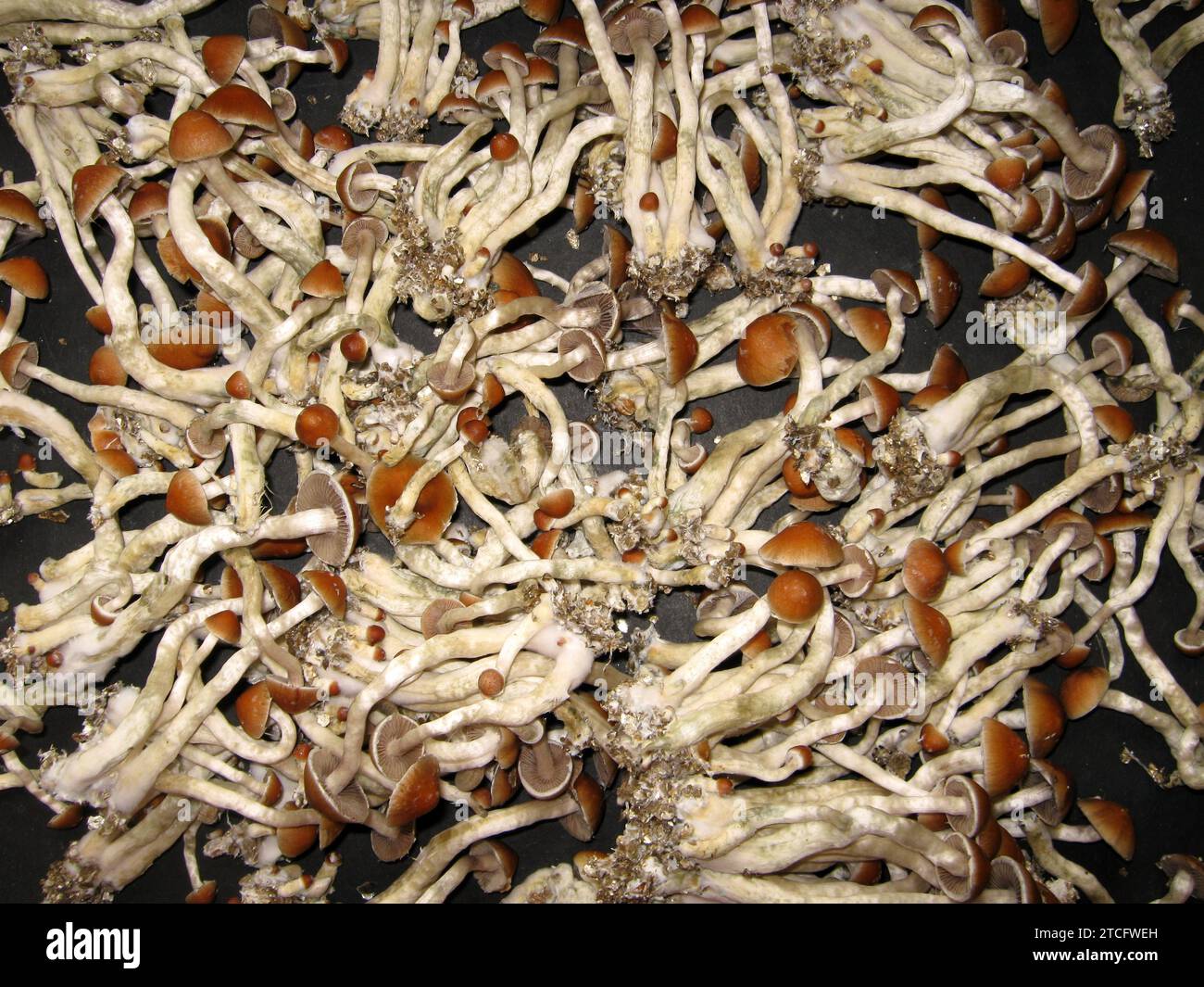 Psilocybe cubensis hi-res stock photography and images - Alamy