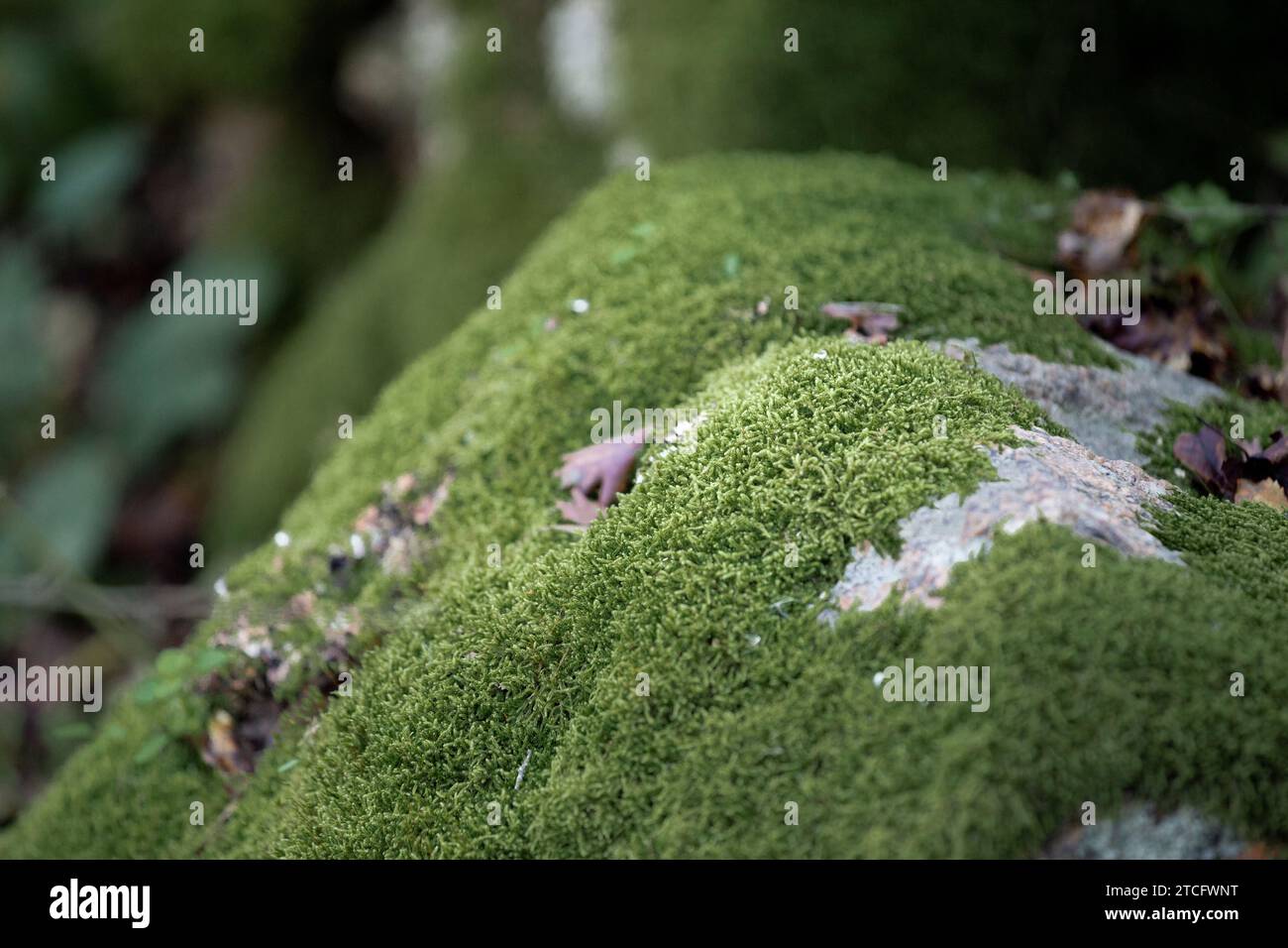 Green moss on stones in the forest, close-up. Beautiful natural ...