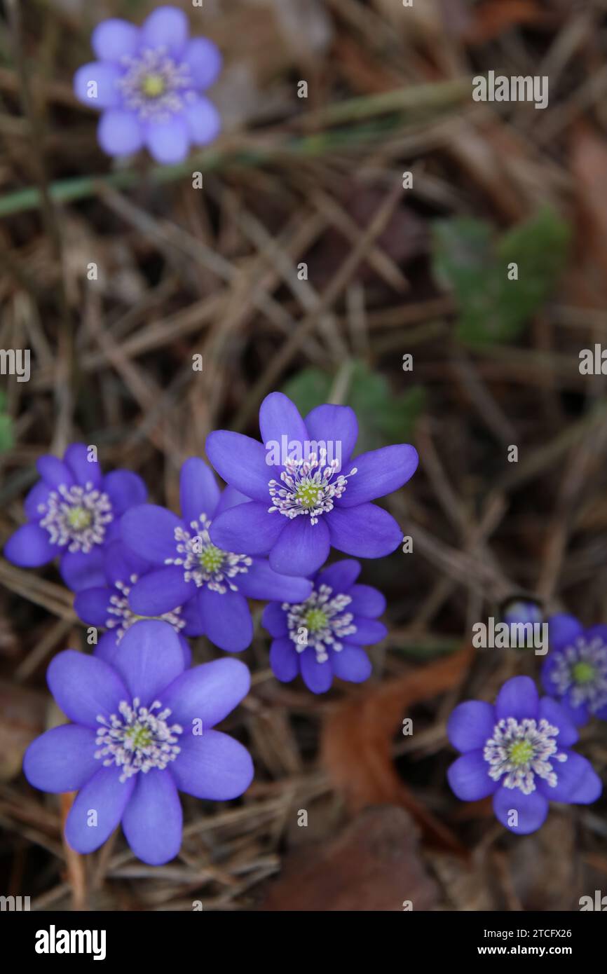 photography, first spring flowers, wild forest, anemone hepatica ...
