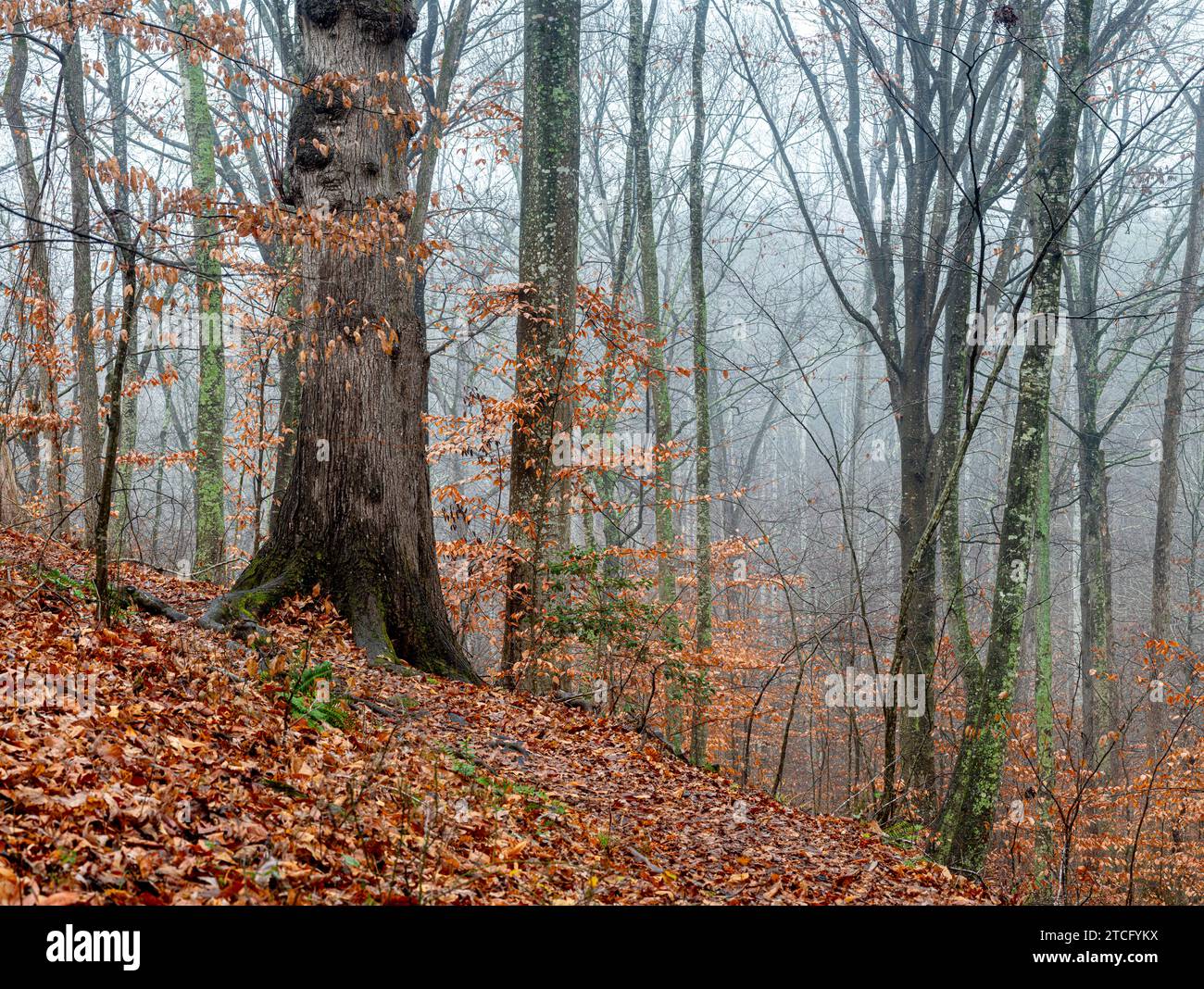 Oak and American beech trees on hillside in the Ivy Creek Natura Area ...