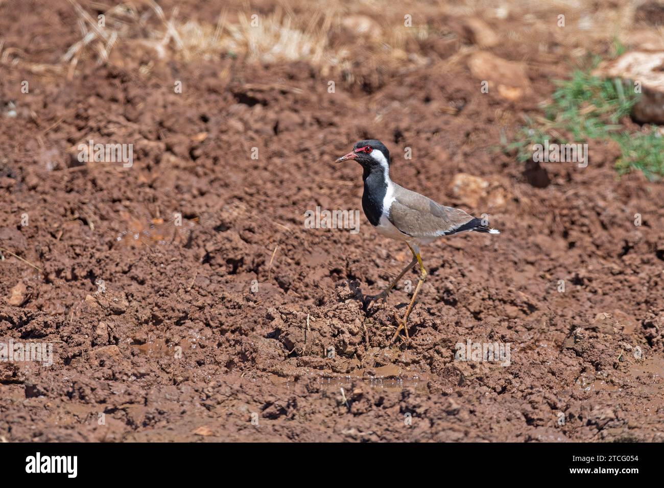 Red-wattled Lapwing / Vanellus indicus feeding in muddy field Stock ...