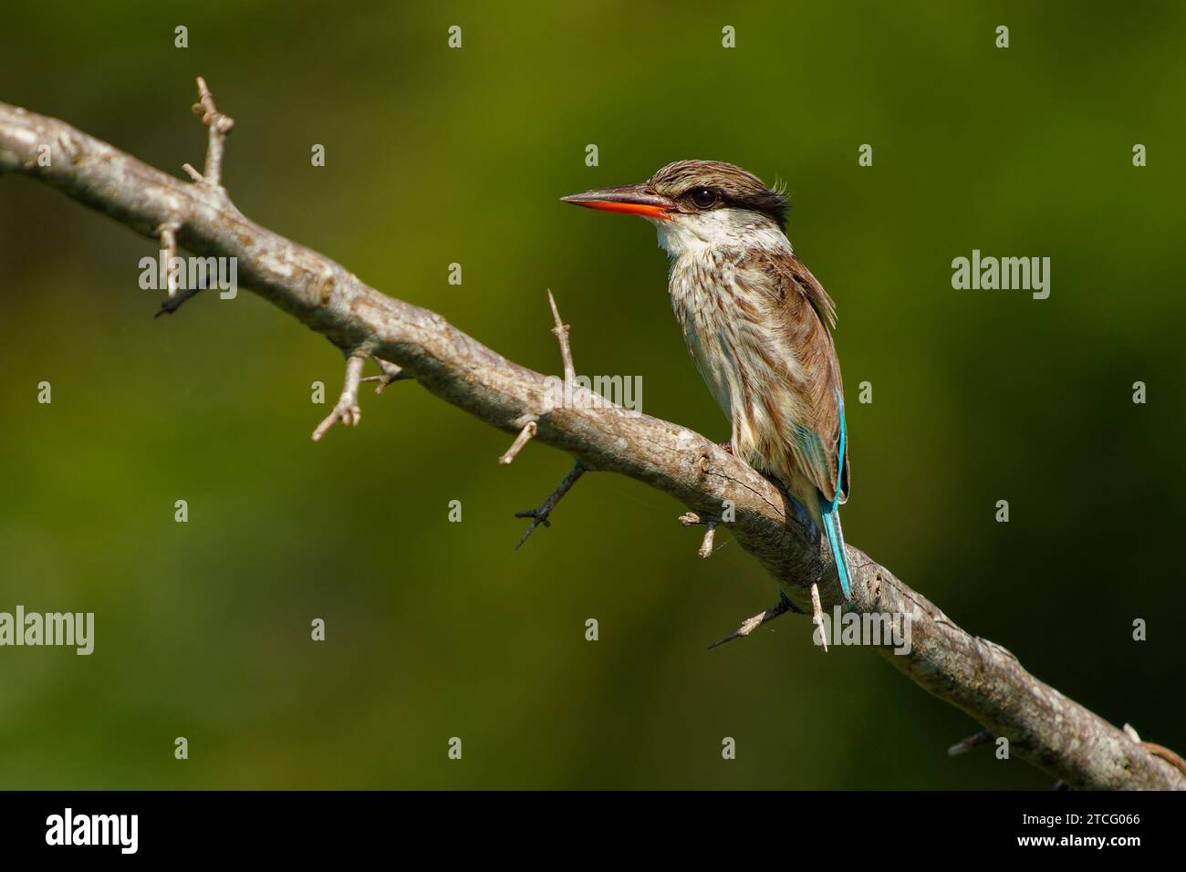 Striped Kingfisher - Halcyon chelicuti bird in tree kingfisher family ...