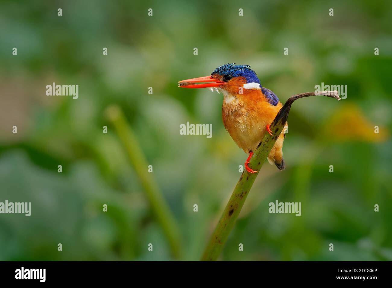 Malachite Kingfisher - Corythornis cristatus river kingfisher with ...