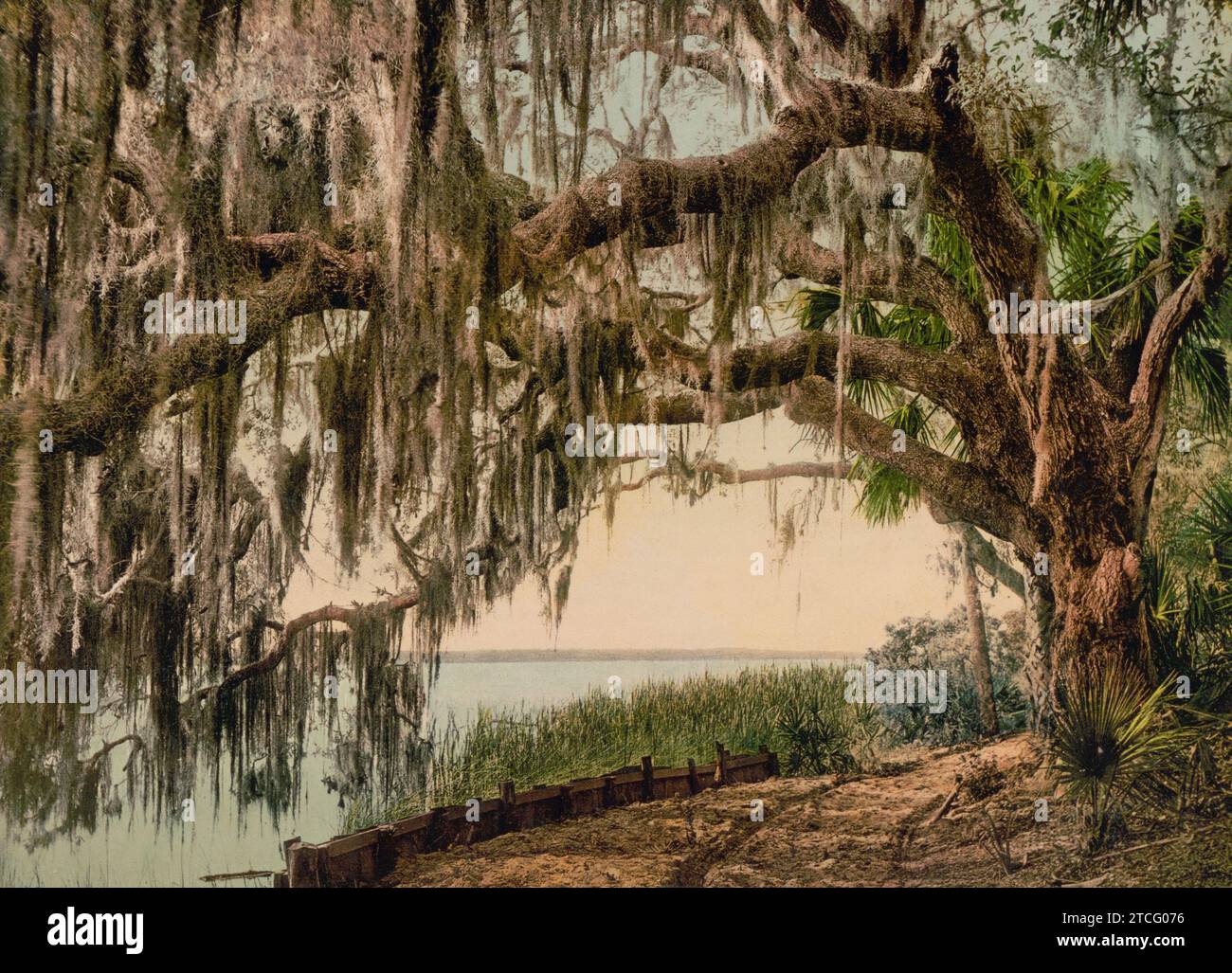 Royal arch oak tree hi-res stock photography and images - Alamy