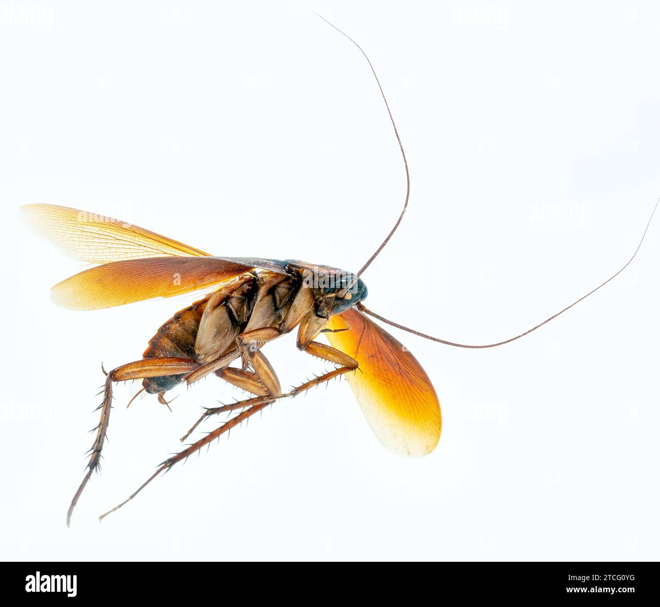 Periplaneta is a genus of cockroaches. The group is known as set by ...