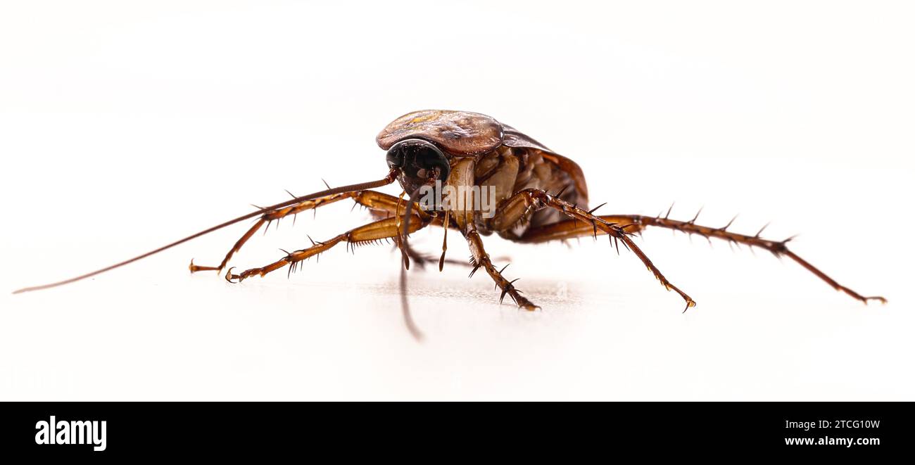 cockroach on isolated white background, American cockroach, red, macro ...