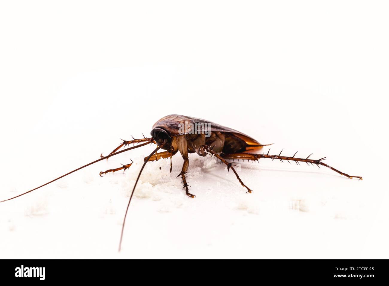 cockroach on isolated white background, American cockroach, red, macro ...