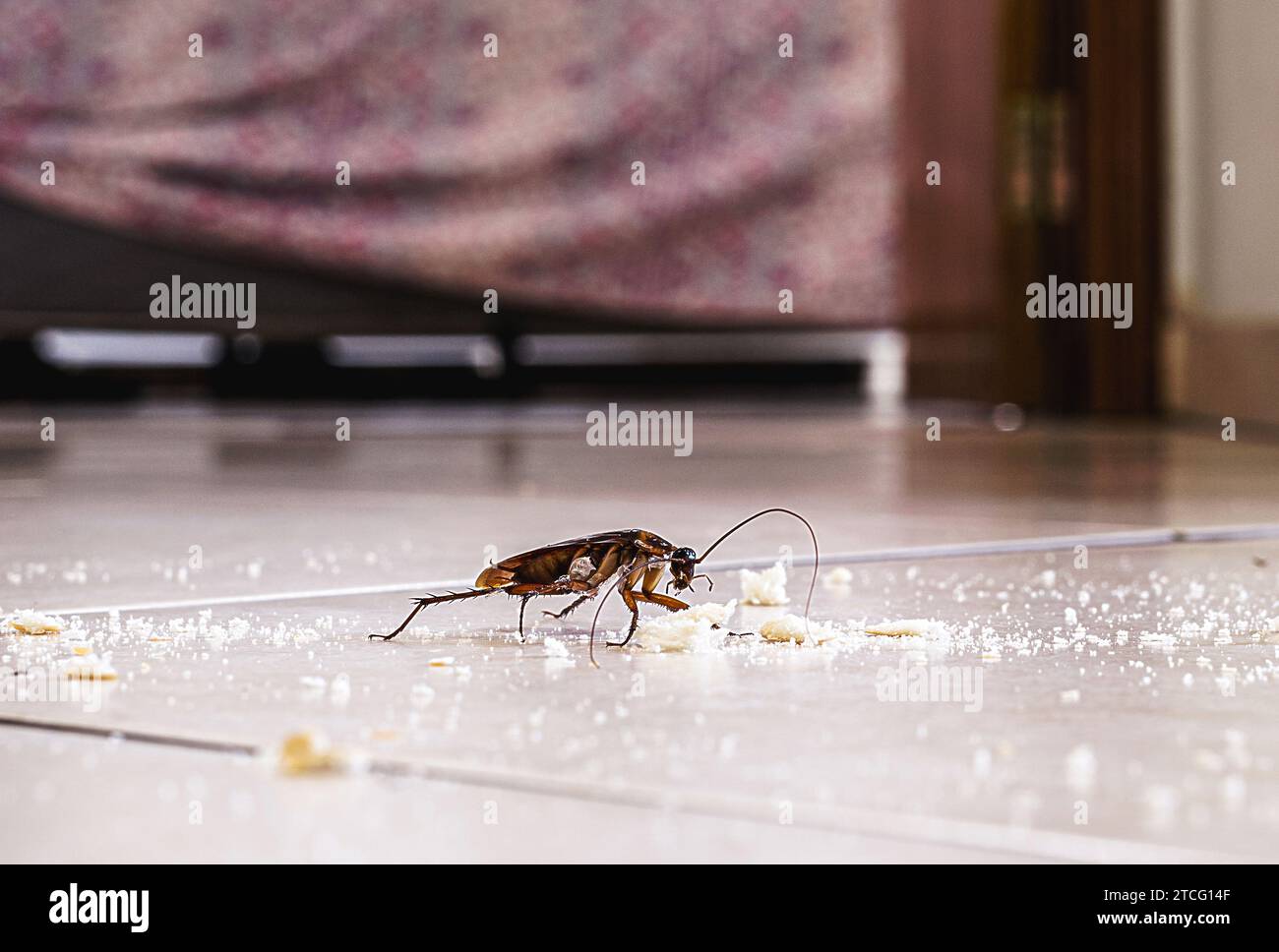 cockroach walking on the floor dirty with bread crumbs, spot focus ...