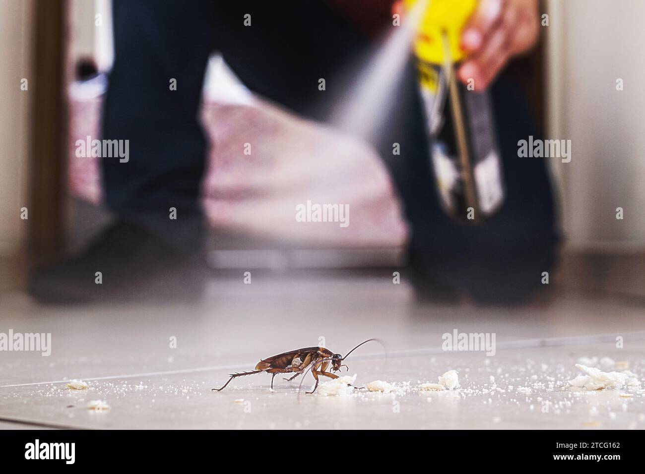 Cockroach Being Killed Indoors Aerosol Poison Spray Insect Infestation Insect Detection Stock