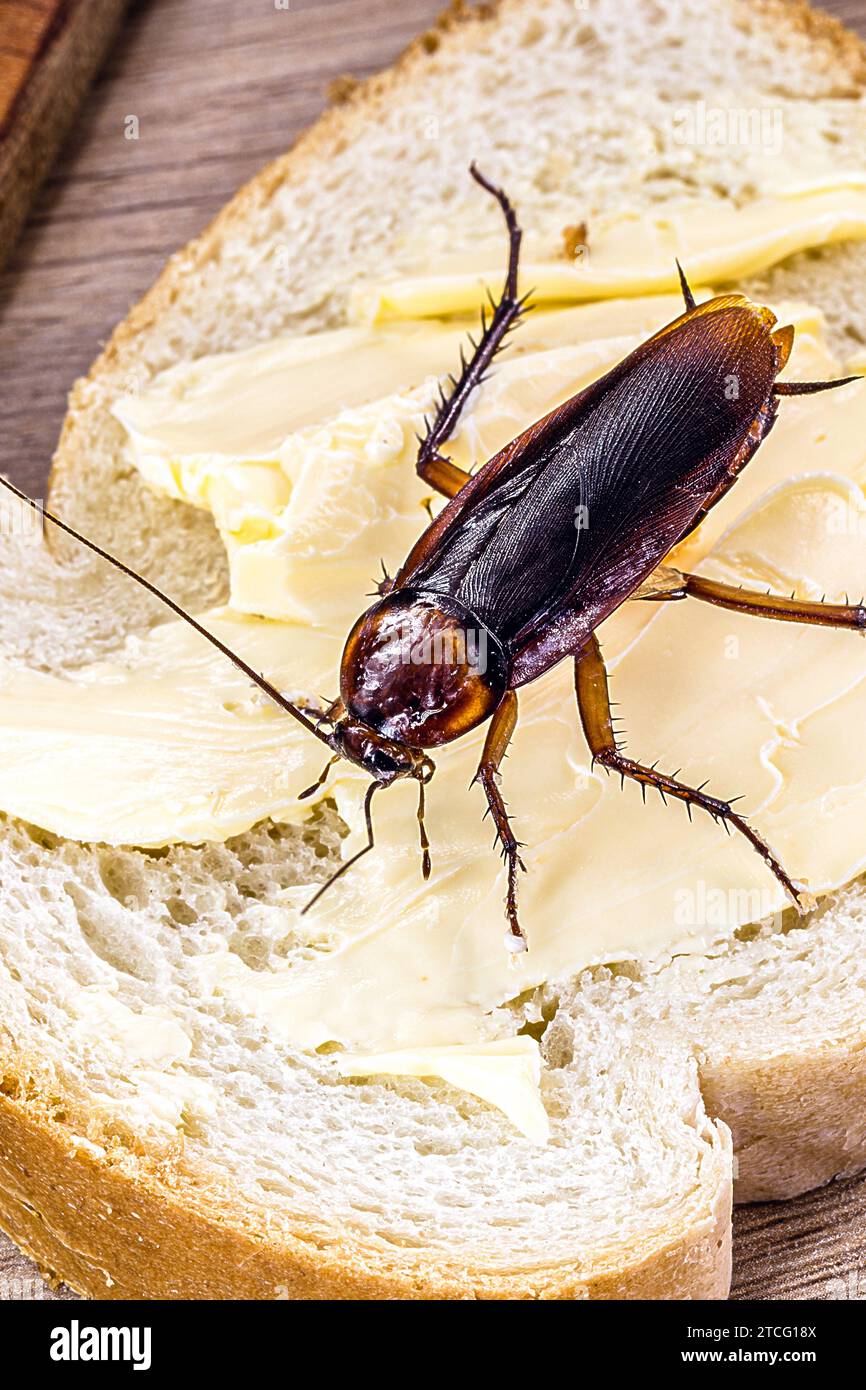Dirty cockroach feeding hi-res stock photography and images - Alamy