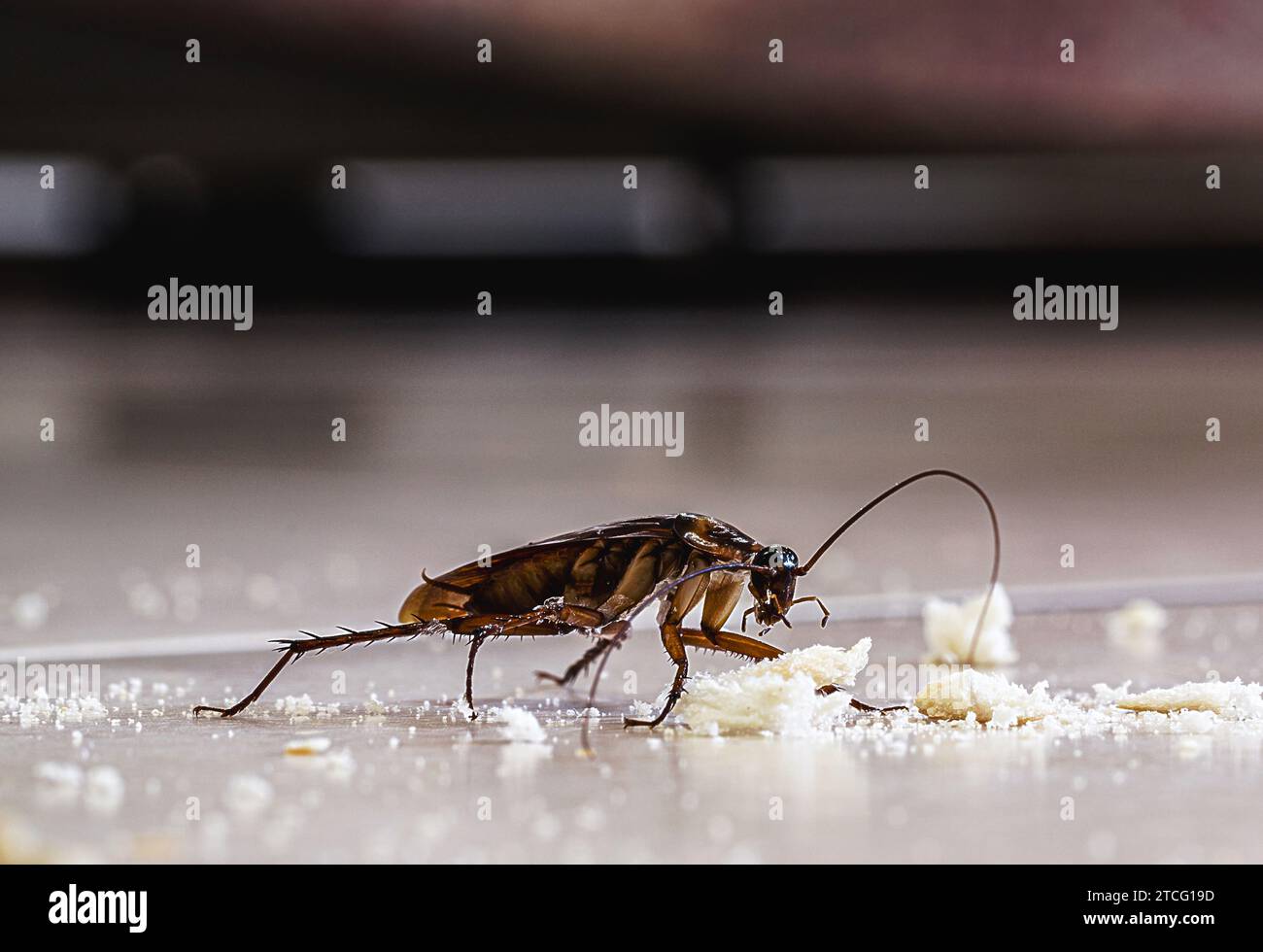 dirty cockroach walking on the floor eating crumbs of garbage ...