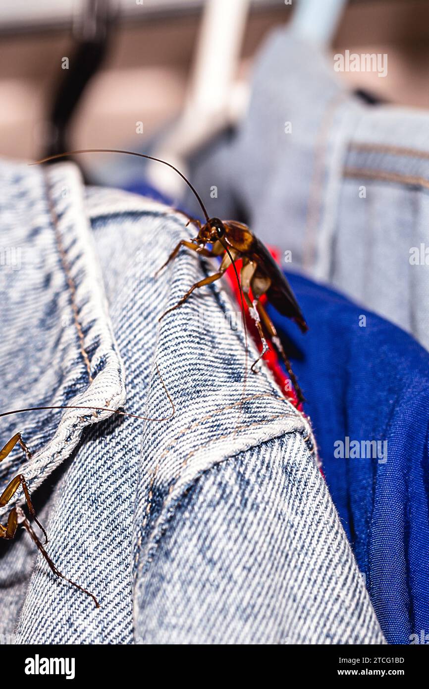 American cockroaches in wardrobe, pest problem and insect invasion in ...