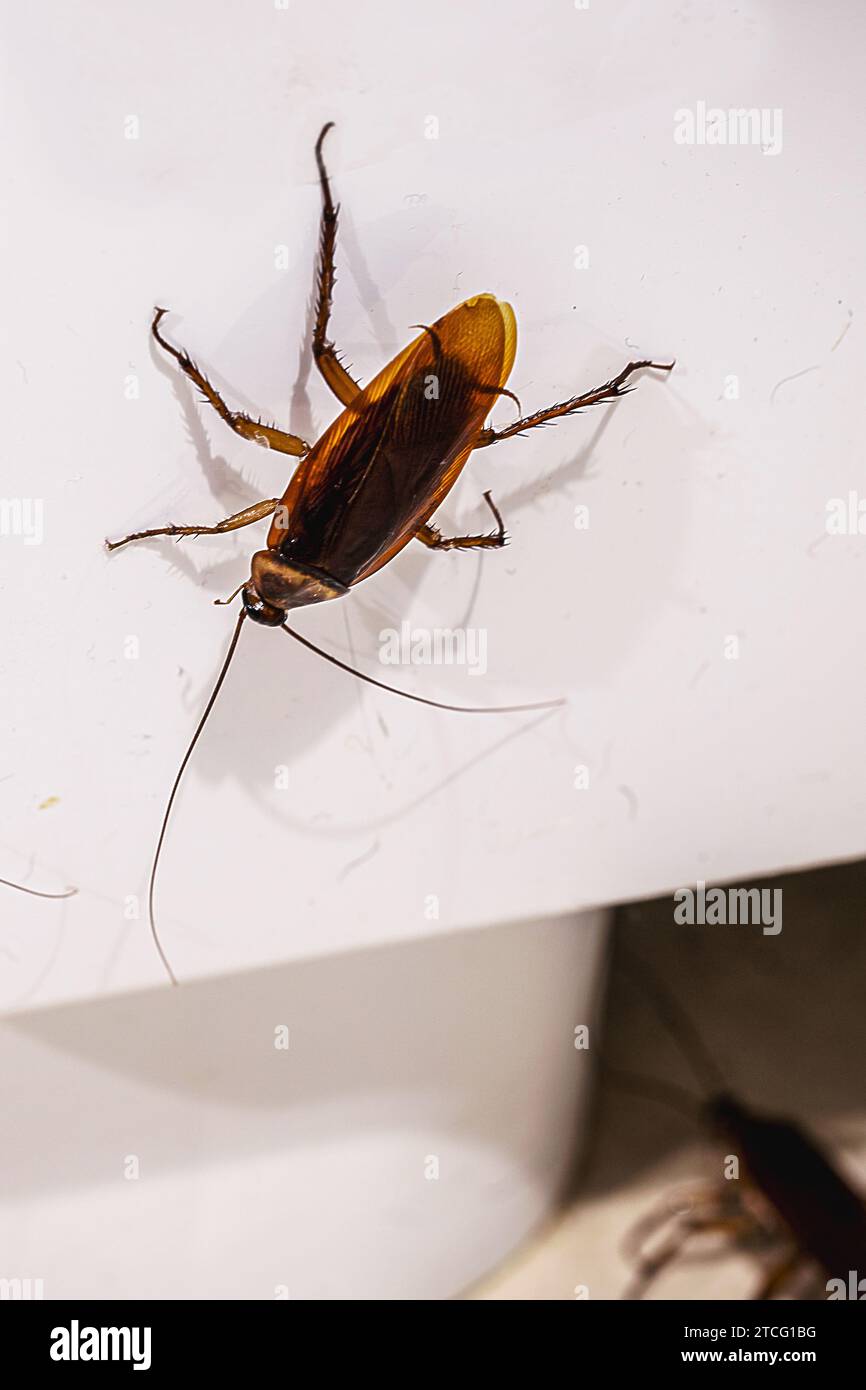 cockroach infestation in the kitchen, insects on the floor without ...