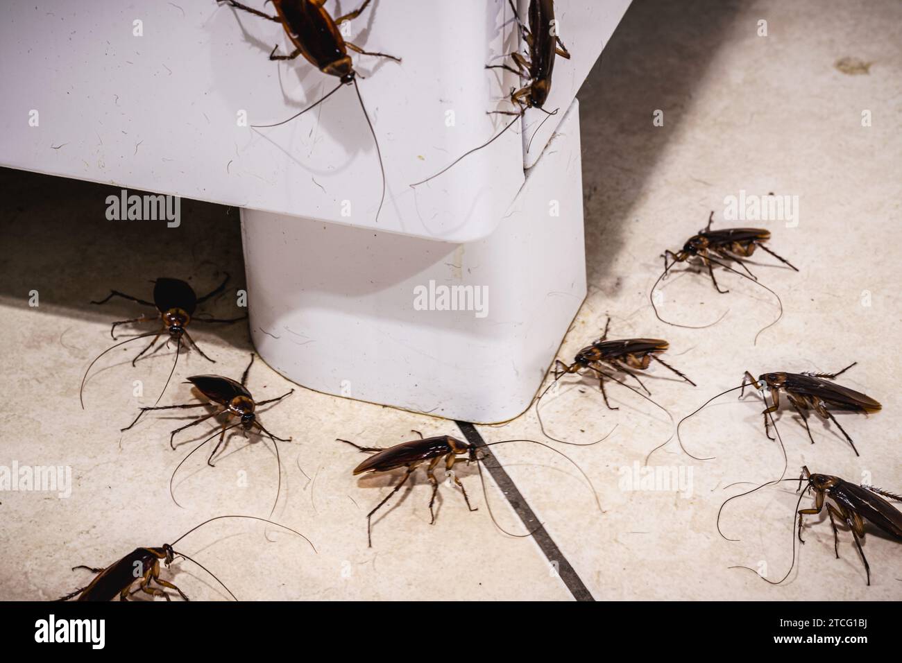 cockroach infestation in the kitchen, insects on the floor without ...