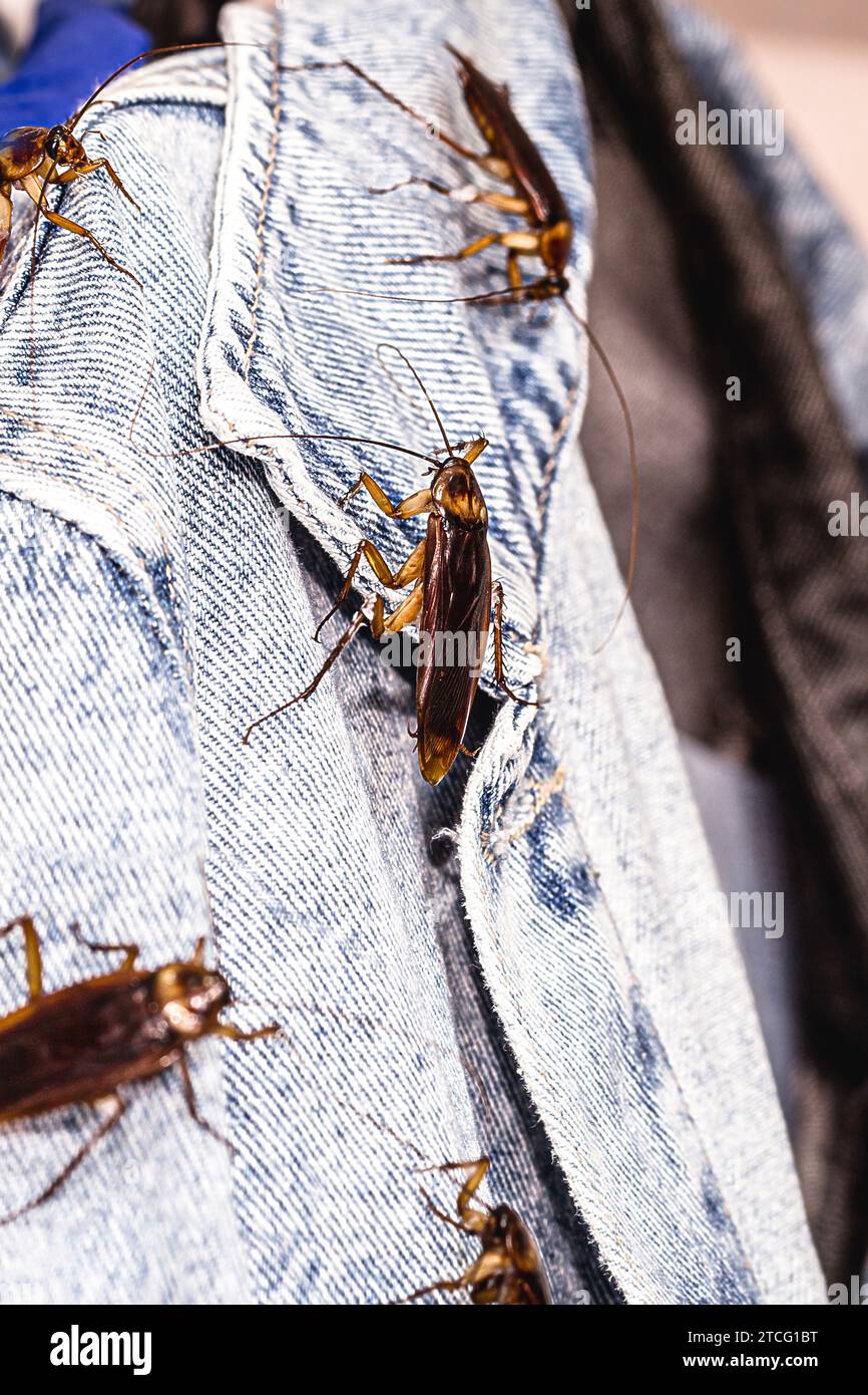 common cockroaches gnawing or gnawing clothes, insects inside the ...