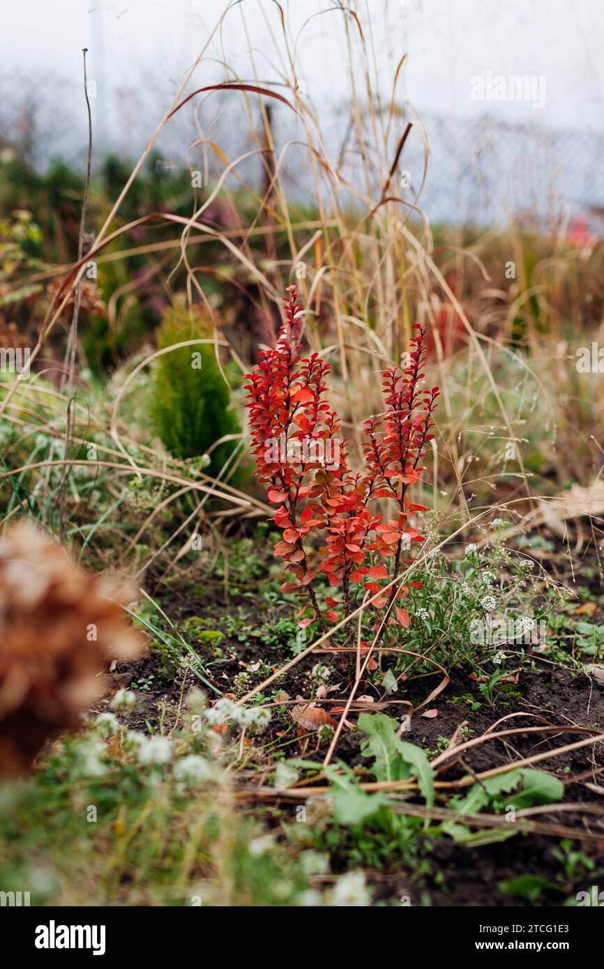 Red barberry shrub grow among evergreen arborvitaes and ornamental ...