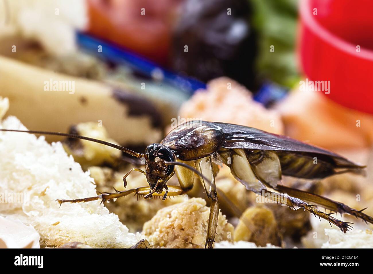 cockroaches walking over garbage piles, lack of hygiene and infestation ...