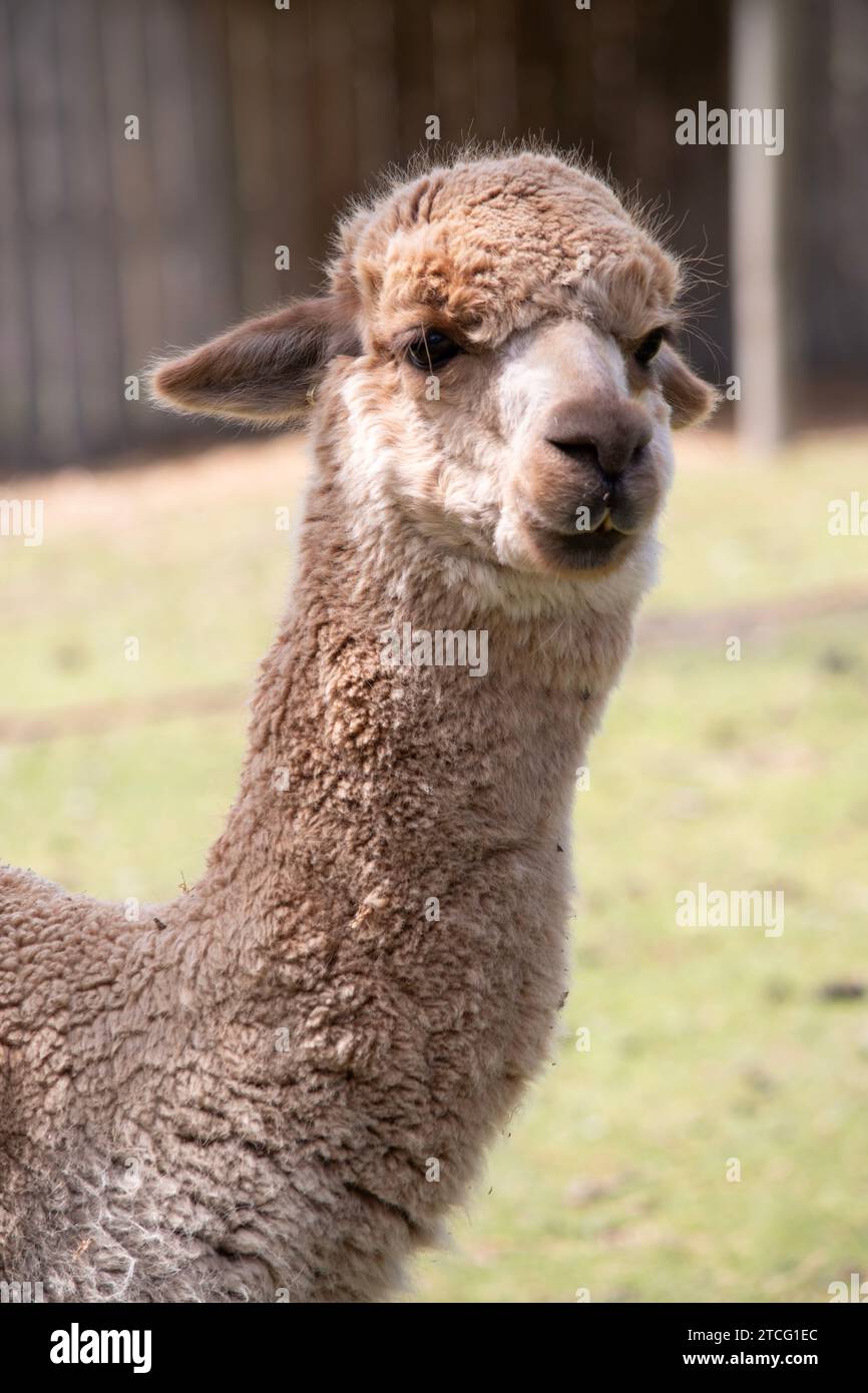 alpaca are slender bodied animals with long legs and neck and small ...