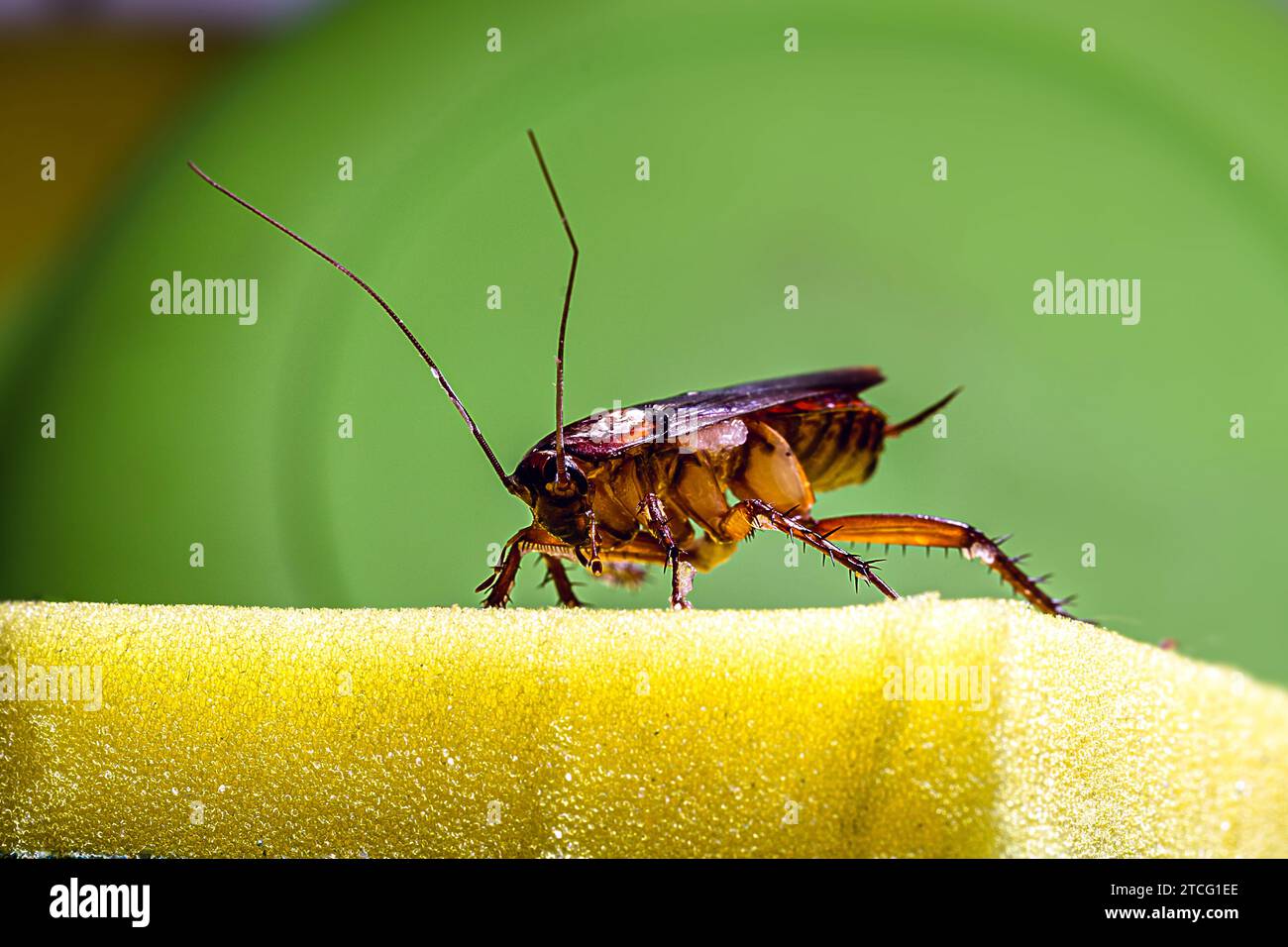 cockroach walking on a washing sponge in the kitchen sink with dirty ...