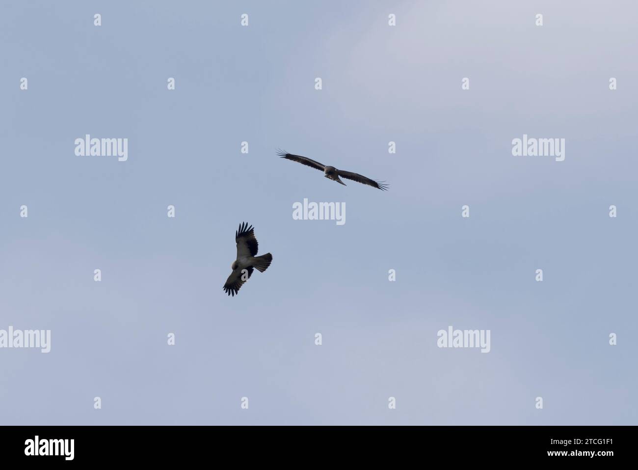 Booted Eagle Hieraaetus pennatus flying in the sky of Southern France ...