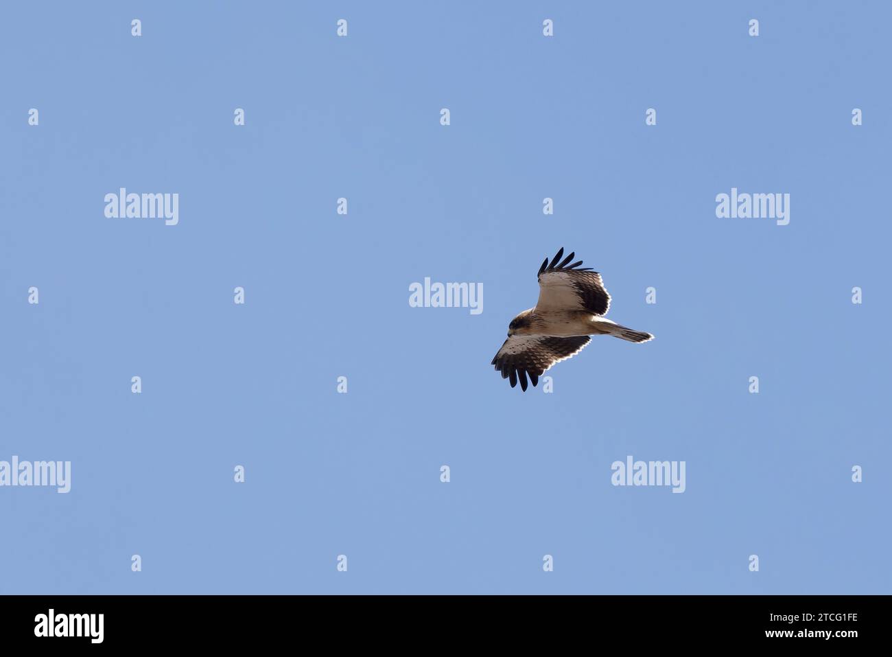 Booted Eagle Hieraaetus pennatus flying in the sky of Southern France ...