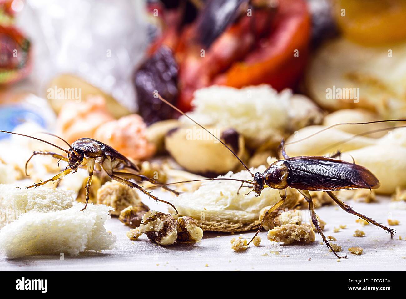 Cockroaches food hi-res stock photography and images - Alamy