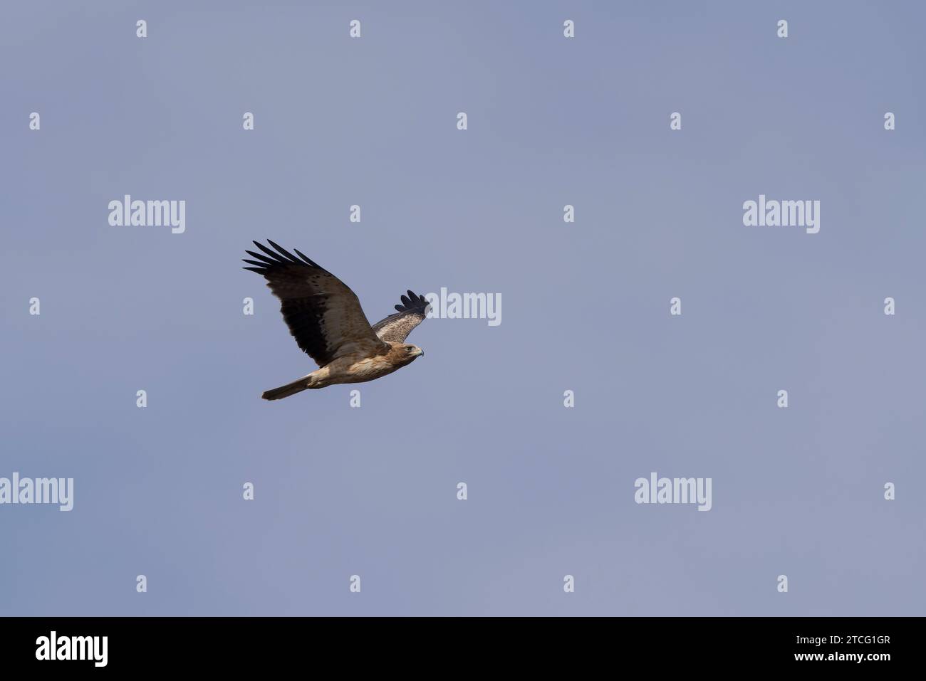 Booted Eagle Hieraaetus pennatus flying in the sky of Southern France ...