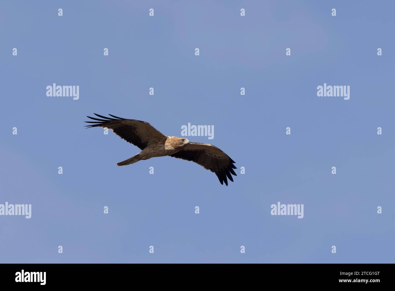 Booted Eagle Hieraaetus pennatus flying in the sky of Southern France ...
