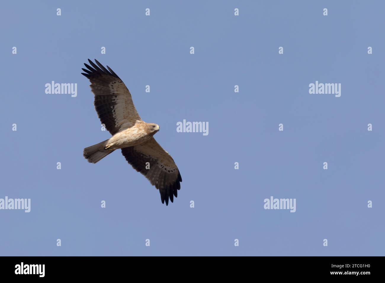 Booted Eagle Hieraaetus pennatus flying in the sky of Southern France ...