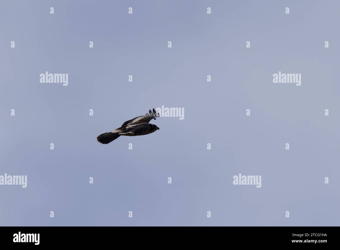 Booted Eagle Hieraaetus pennatus flying in the sky of Southern France ...