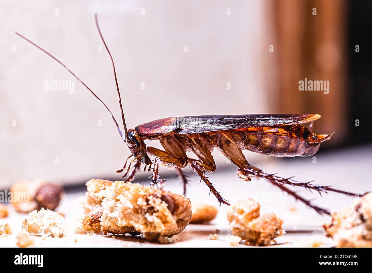 American cockroach walking around the house at night, eating scraps of ...