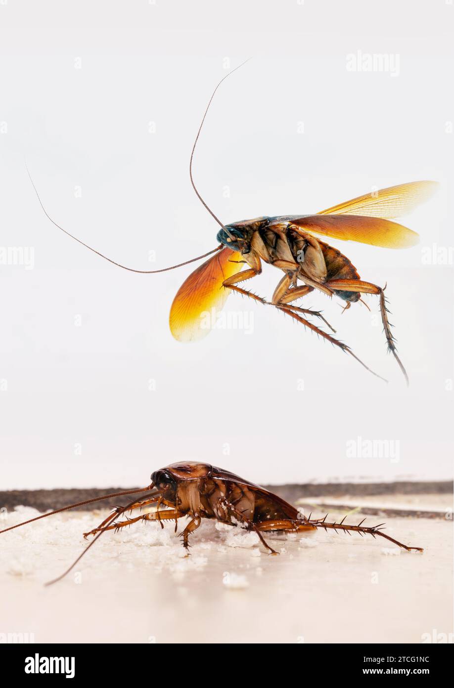 Flying cockroach hi-res stock photography and images - Alamy
