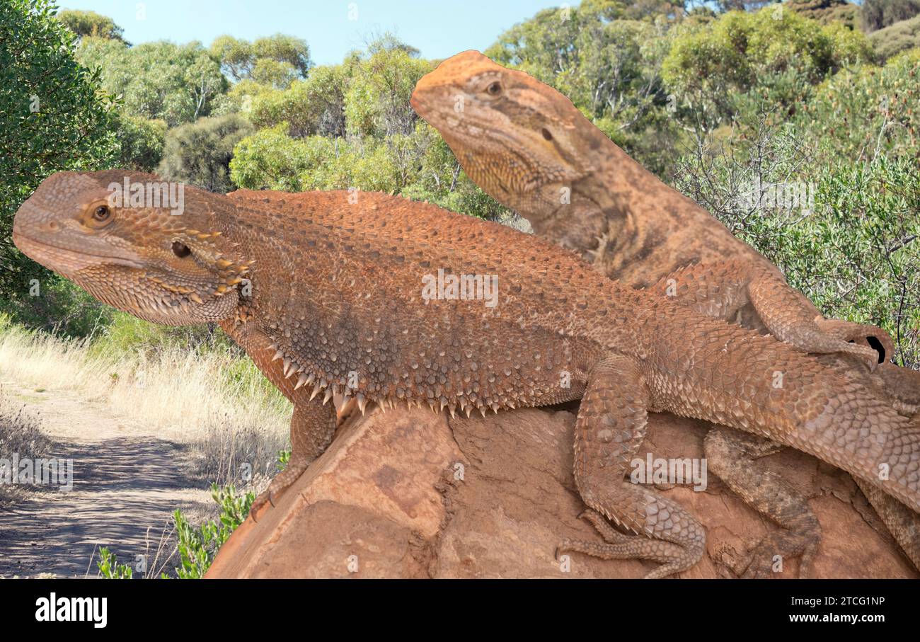 the bearded dragon have a broad, triangular head, round bodies, stout ...