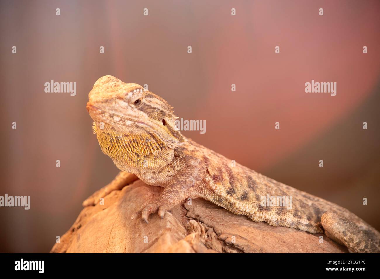 They have a broad, triangular head, round bodies, stout legs, and ...