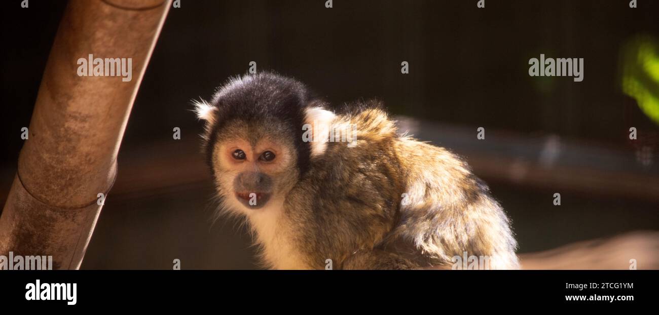 The Bolivian Squirrel Monkey has a small, cream face with a black nose ...