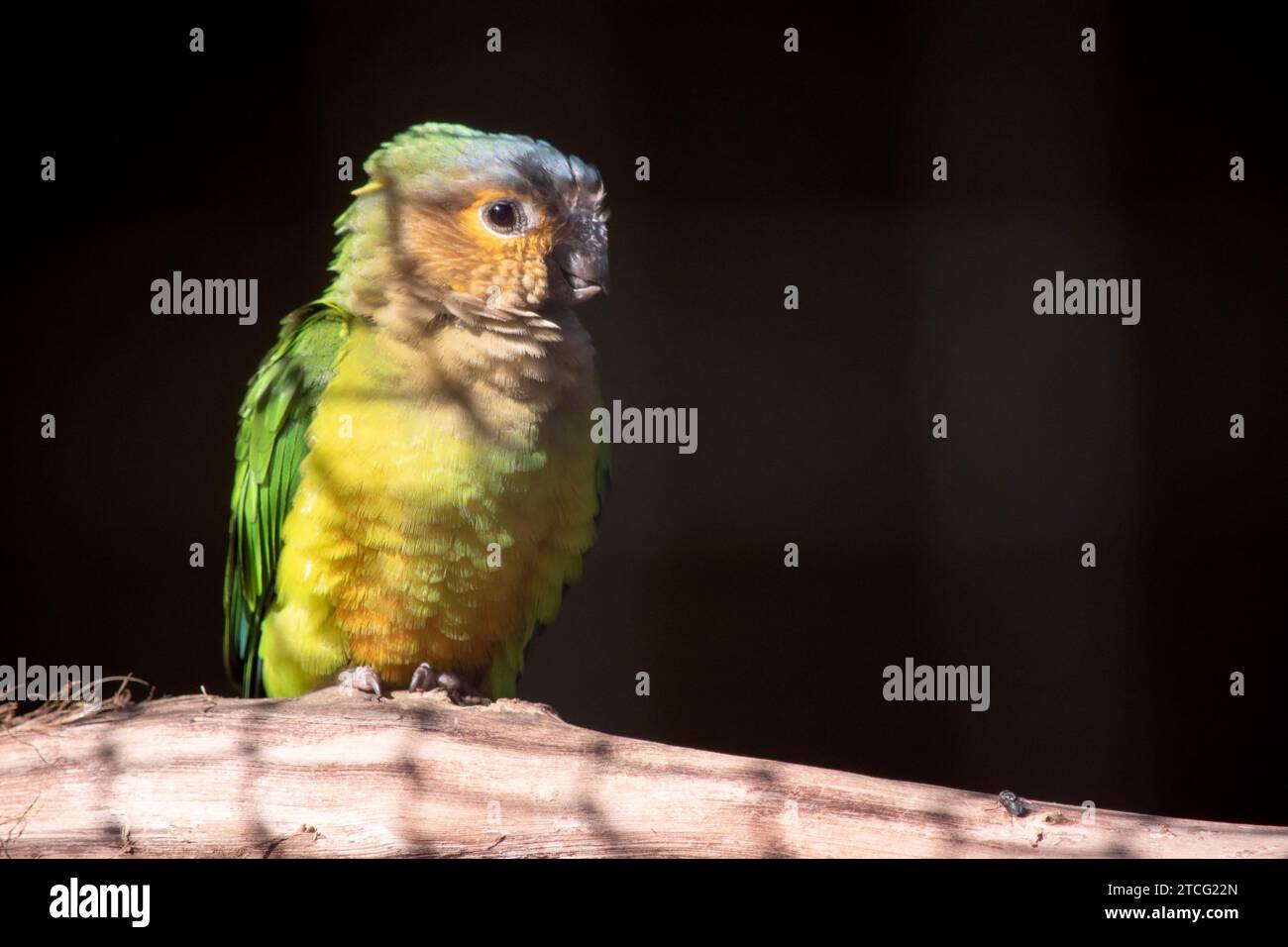 The brown throated conure plumage is green. The forehead, sides of head ...