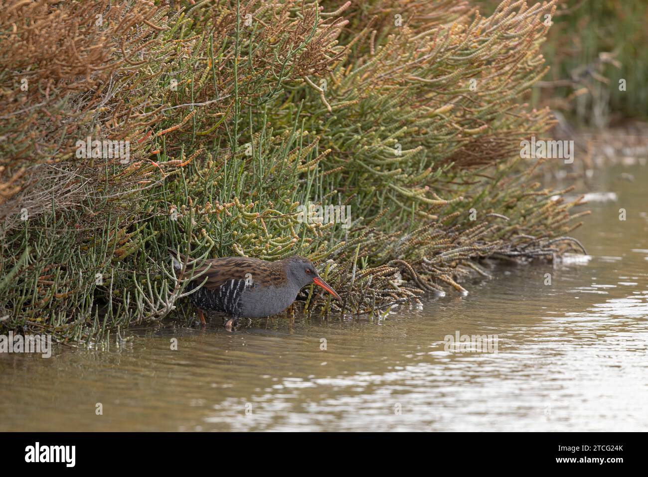 Water Rail Rallus aquaticus wading in a swamp Stock Photo - Alamy