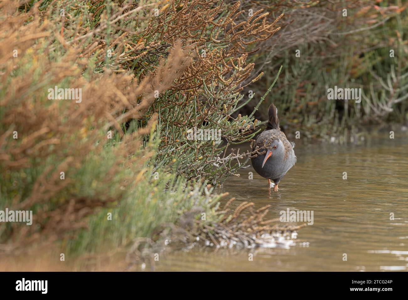 Water Rail Rallus aquaticus wading in a swamp Stock Photo - Alamy