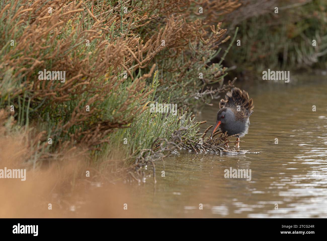 Water Rail Rallus aquaticus wading in a swamp Stock Photo - Alamy