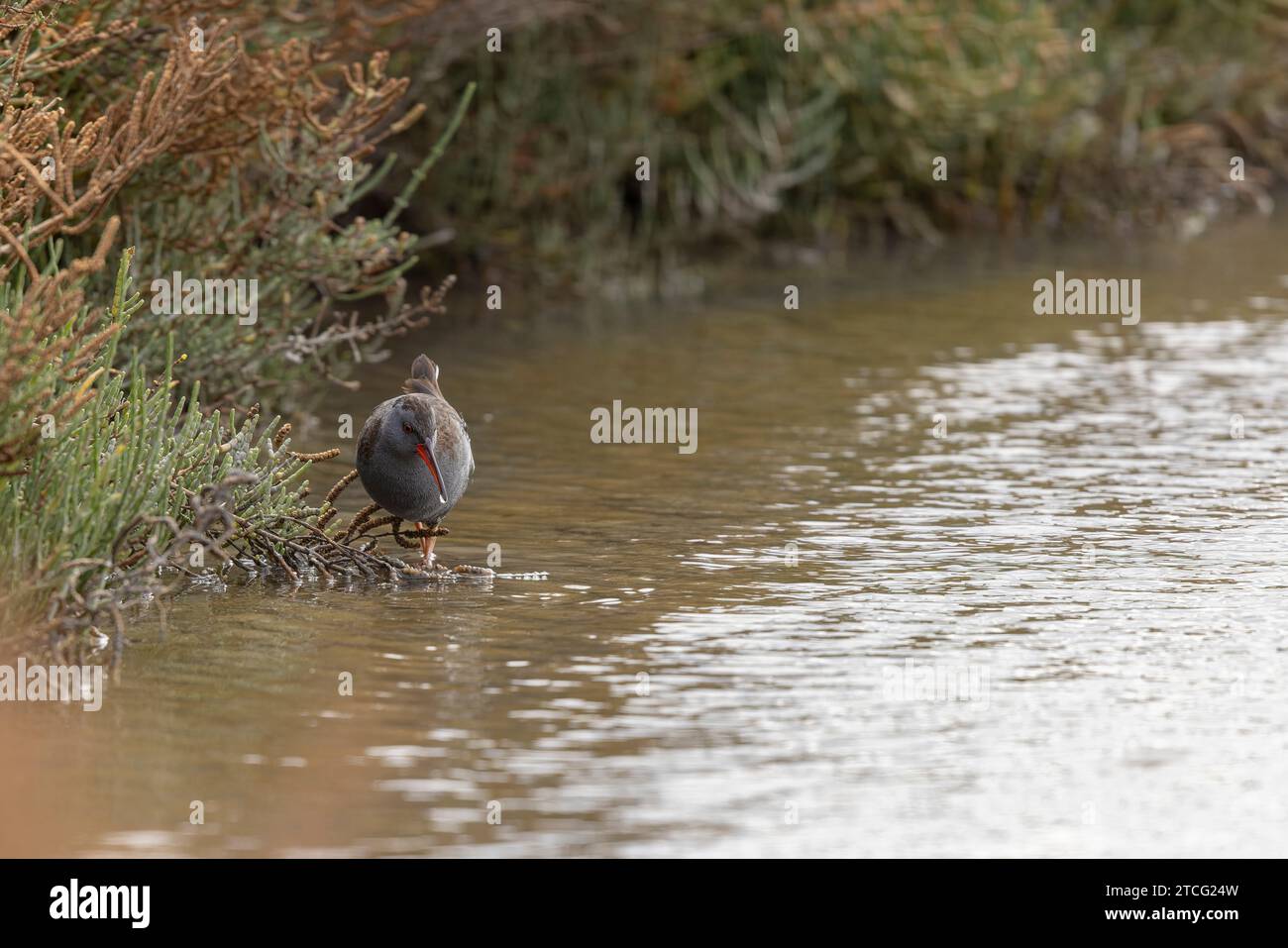 Water Rail Rallus aquaticus wading in a swamp Stock Photo - Alamy
