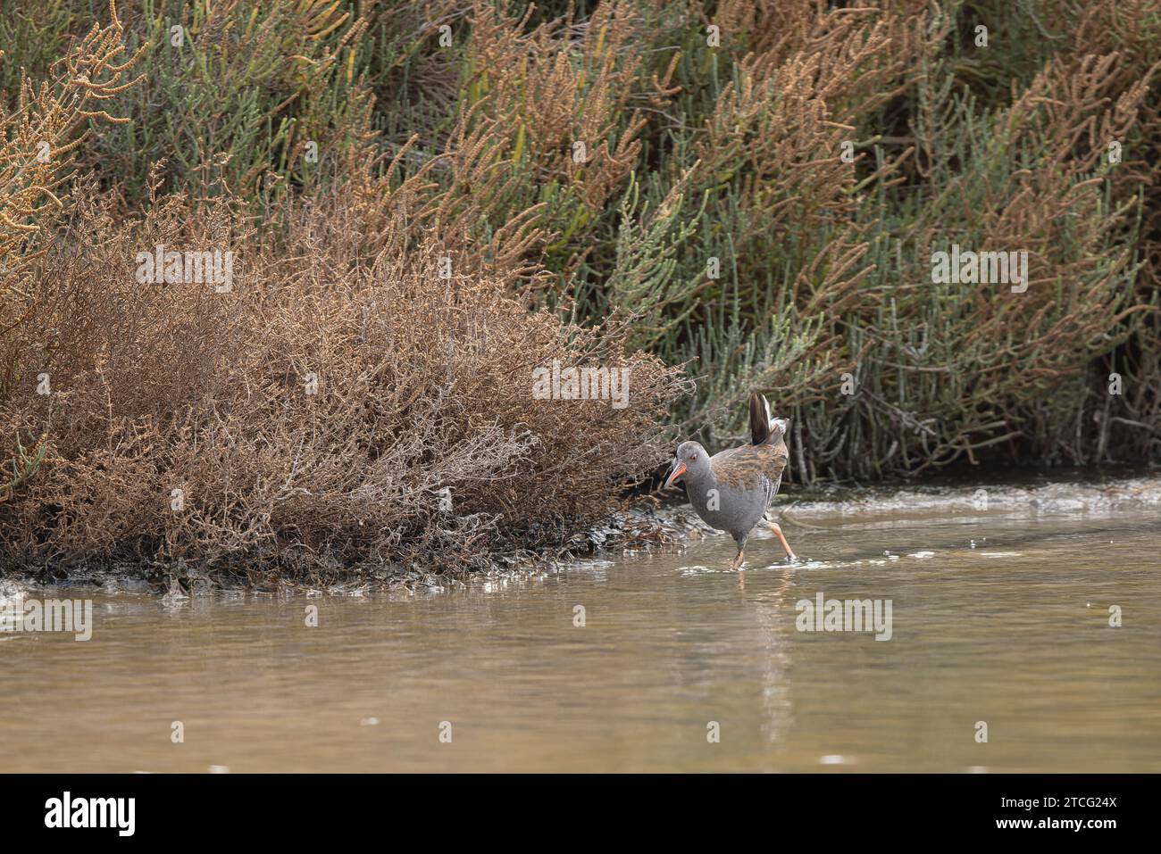 Water Rail Rallus aquaticus wading in a swamp Stock Photo - Alamy